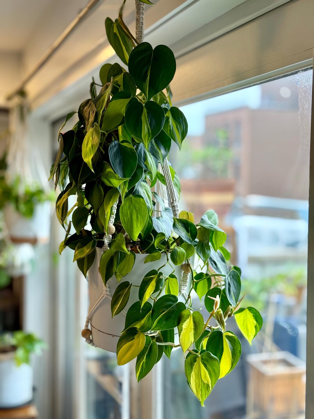 Philodendron Brasil : Variegated Indoor House Plant - Etsy