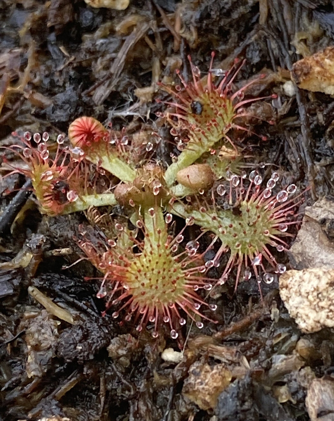 LIVE Drosera Tokaiensis Sundew - (beginner Friendly Carnivorous Plant ...