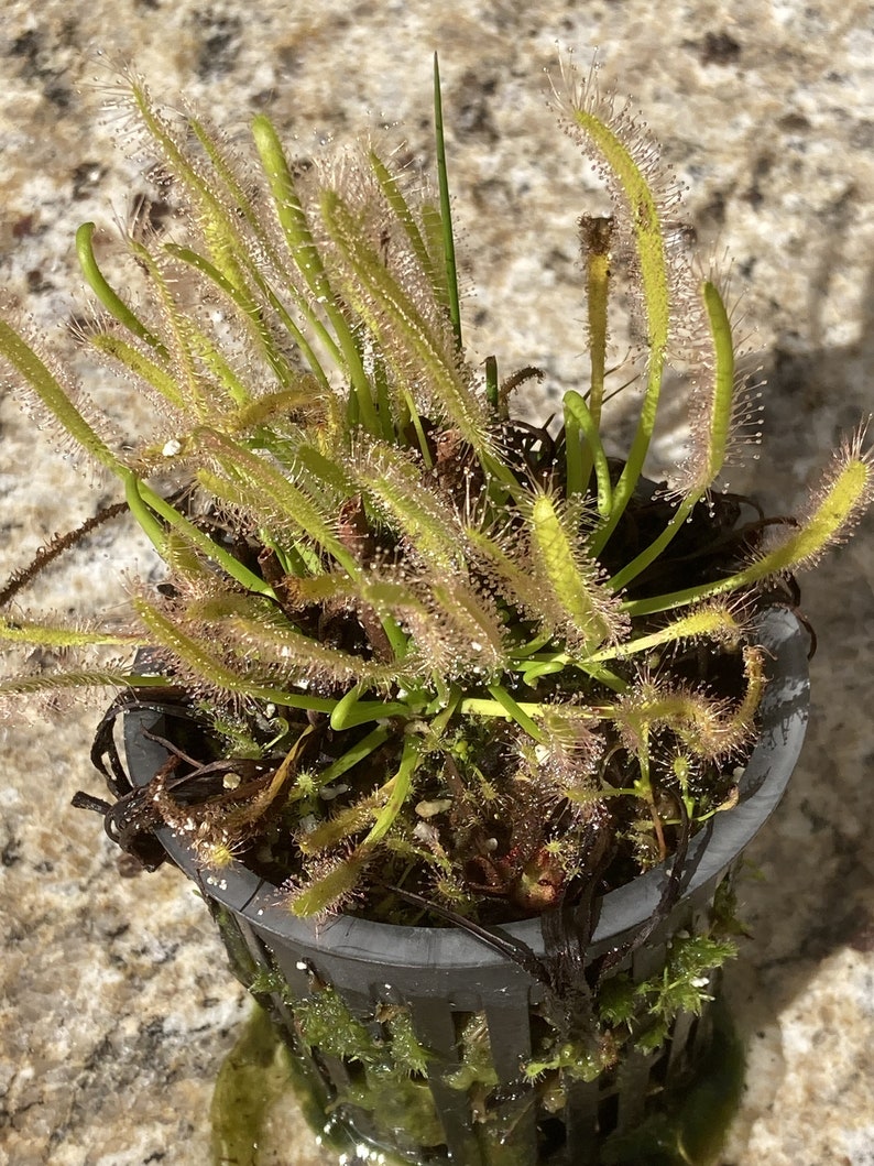 Live Cape Sundew 'albino' drosera Capensis, Carnivorous Plant - Etsy