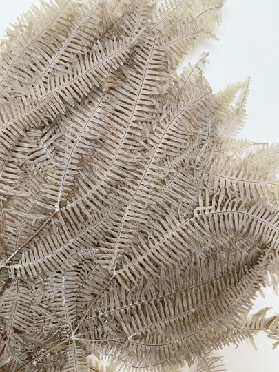 Taupe/ Kahki Mountain Fern 10 Stems / Preserved Fern Leaves / Brown ...