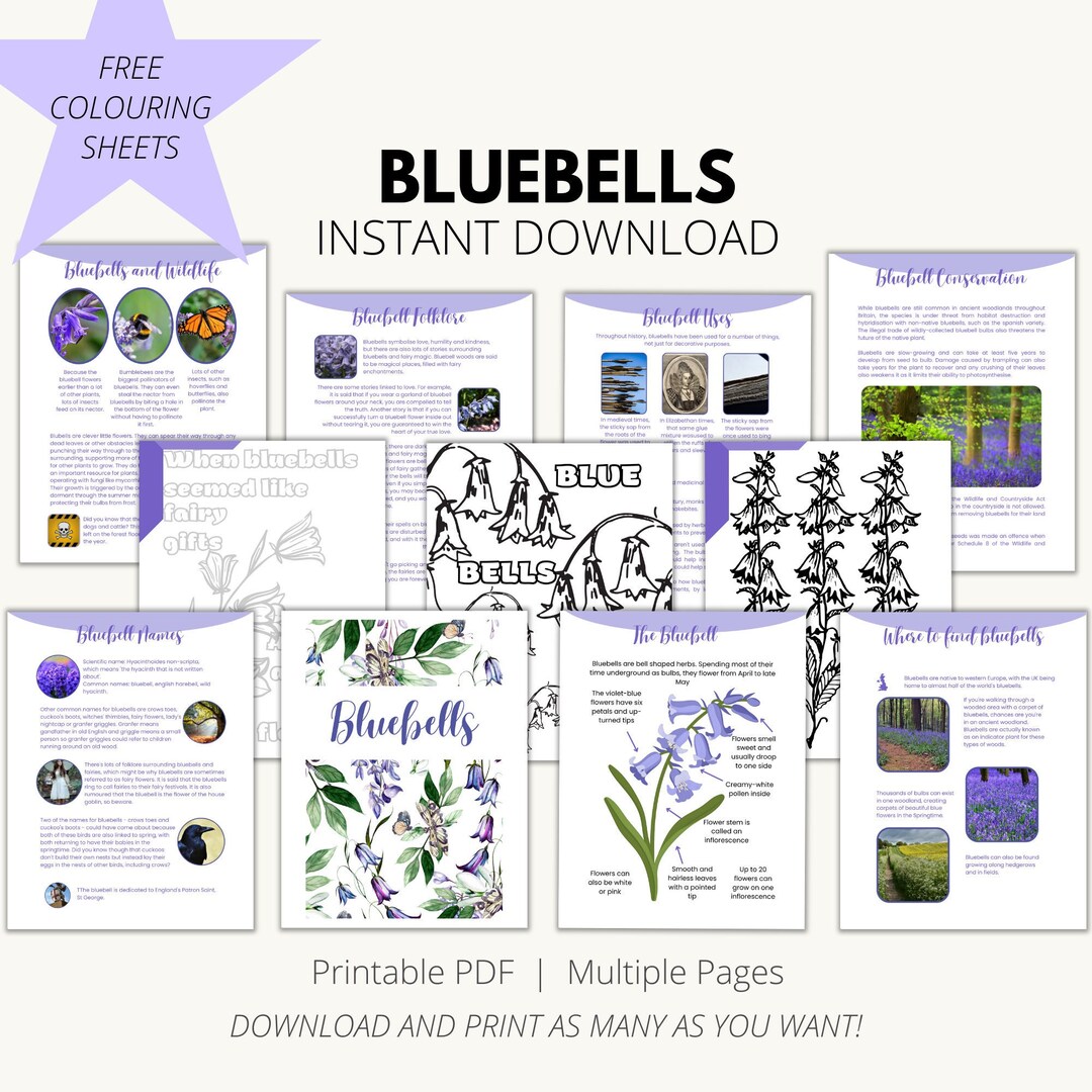 Bluebell Information Pack | Bluebells | Bluebell Printable | Spring ...