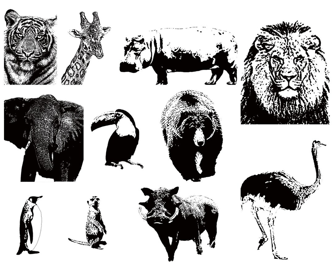 High Contrast Black and White Zoo Animal Cards for Babies - Etsy