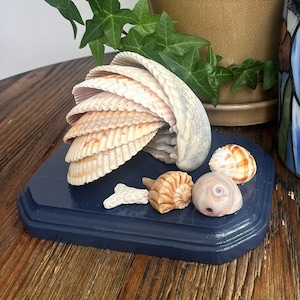 Giant Atlantic Cockle Shell Art, Cockle Shell Sculpture, Cockle Shells ...