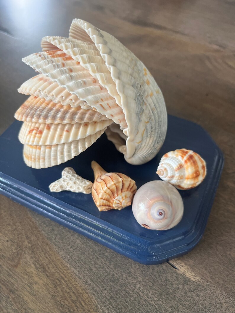 Giant Atlantic Cockle Shell Art, Cockle Shell Sculpture, Cockle Shells ...