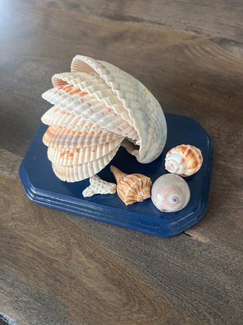 Giant Atlantic Cockle Shell Art, Cockle Shell Sculpture, Cockle Shells ...