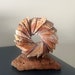 Shell Ring Decor, Giant Atlantic Cockle Shell Art, Cockle Shell ...