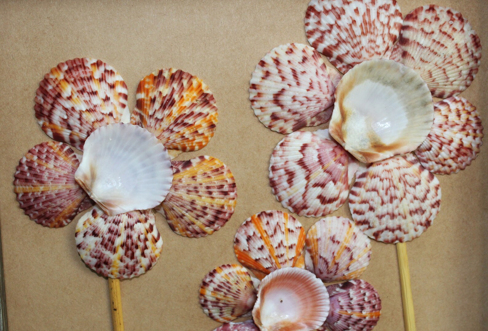 Shadowbox Shell Art Calico Scallop Shell Floral Decor Calico - Etsy