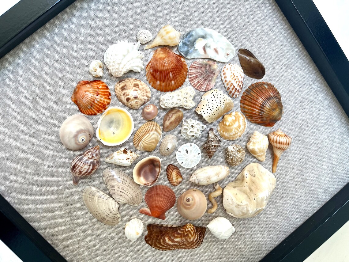 Seashell Collage Art Seashell Shadowbox Seashell Mandala - Etsy