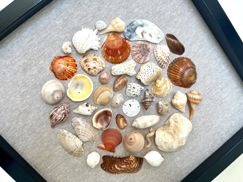 Seashell Collage Art Seashell Shadowbox Seashell Mandala - Etsy