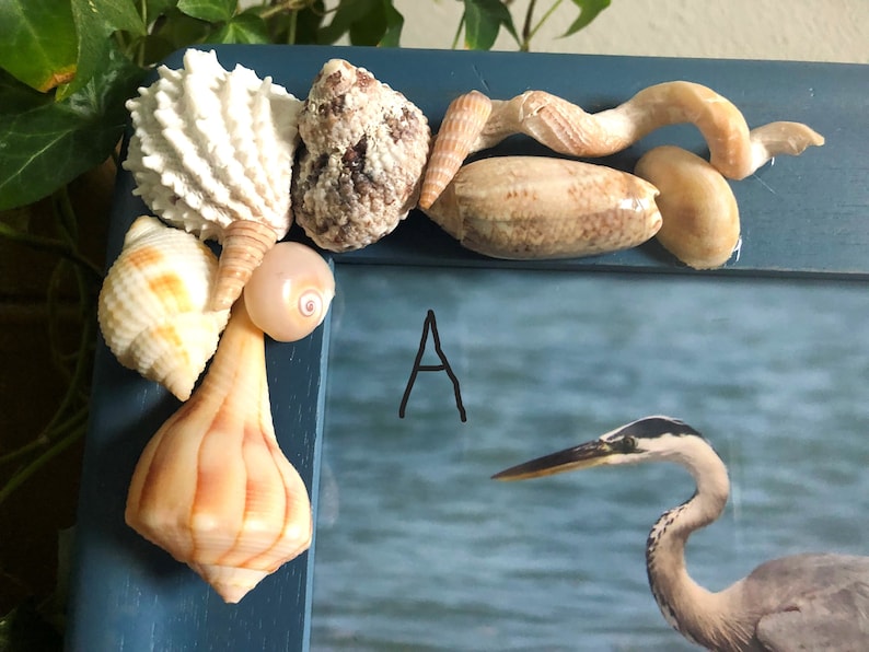 Seashell Accent Frame Seashell Photo Frame Seashell Frame - Etsy