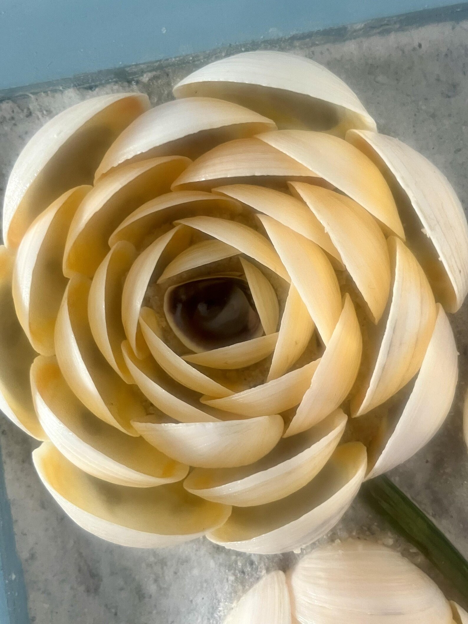 Seashell Flower Art, Buttercup Lucine Art, Beach Home Decor, Coastal ...