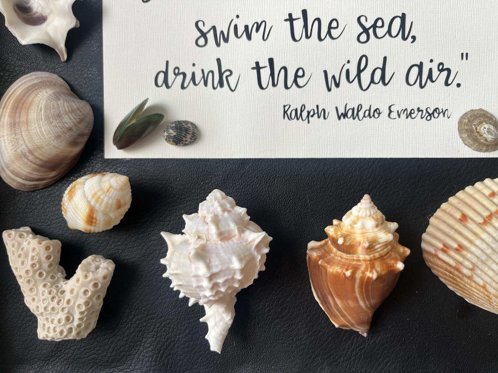 Seashell Collage, 15x15 Seashell Shadowbox, Coastal Decor, Beach Wall ...