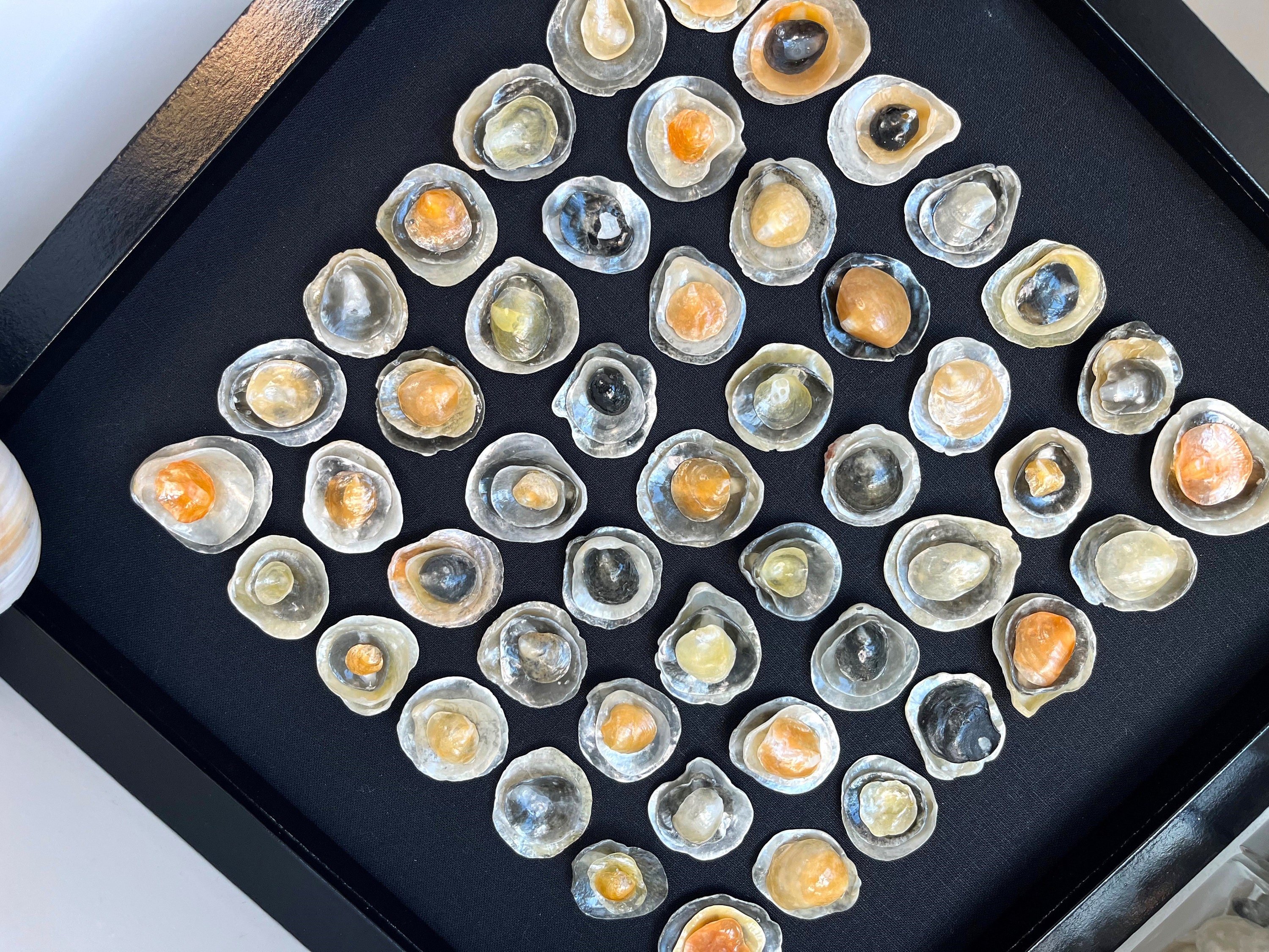 Mosaic Seashell Art, 12x12 Seashell Shadowbox, Jingle Shell Art, Seashell Shadowbox Decor ...