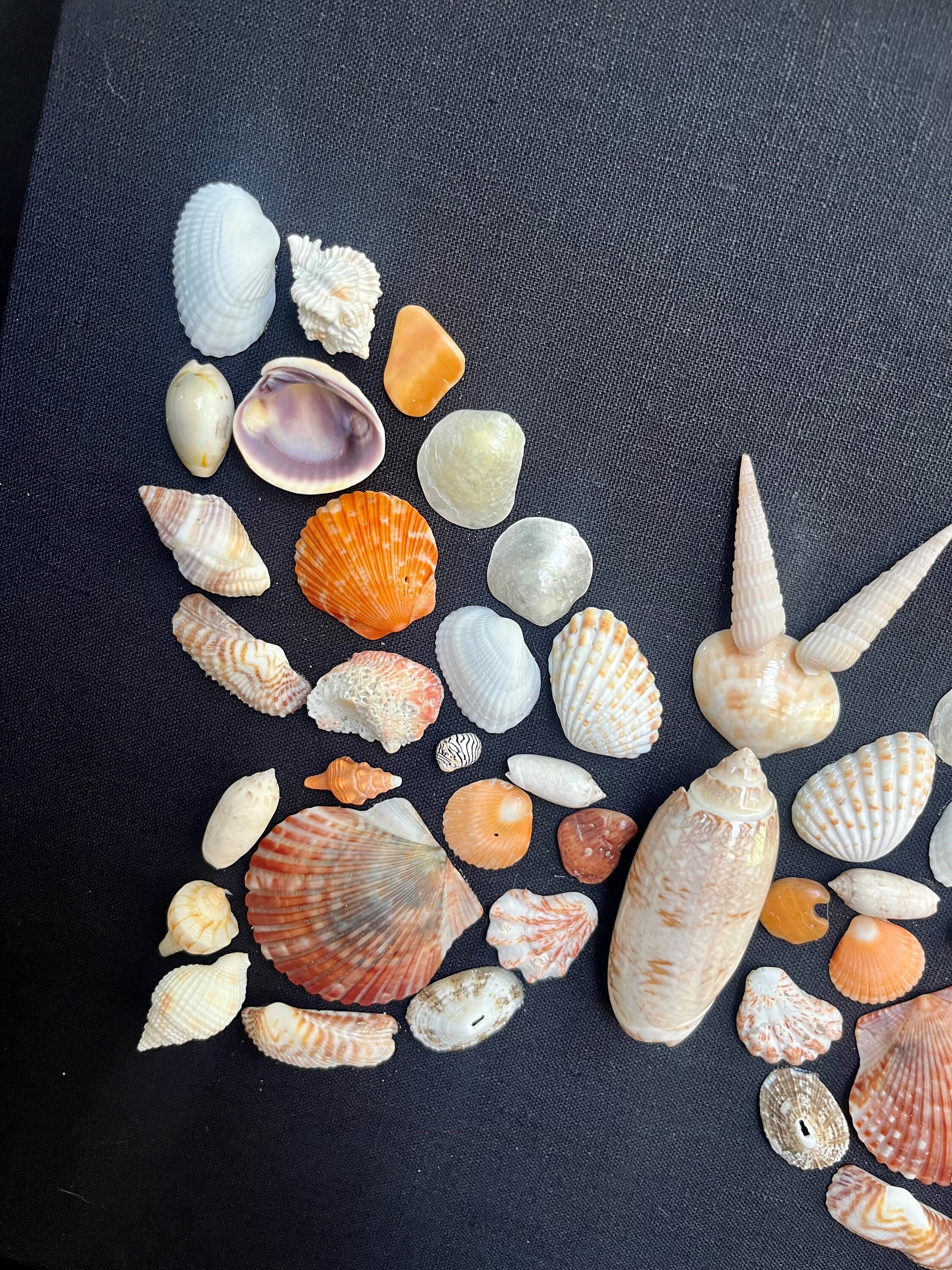 Seashell Butterfly, Seashell Collage Art, 12x12 Seashell Shadowbox ...