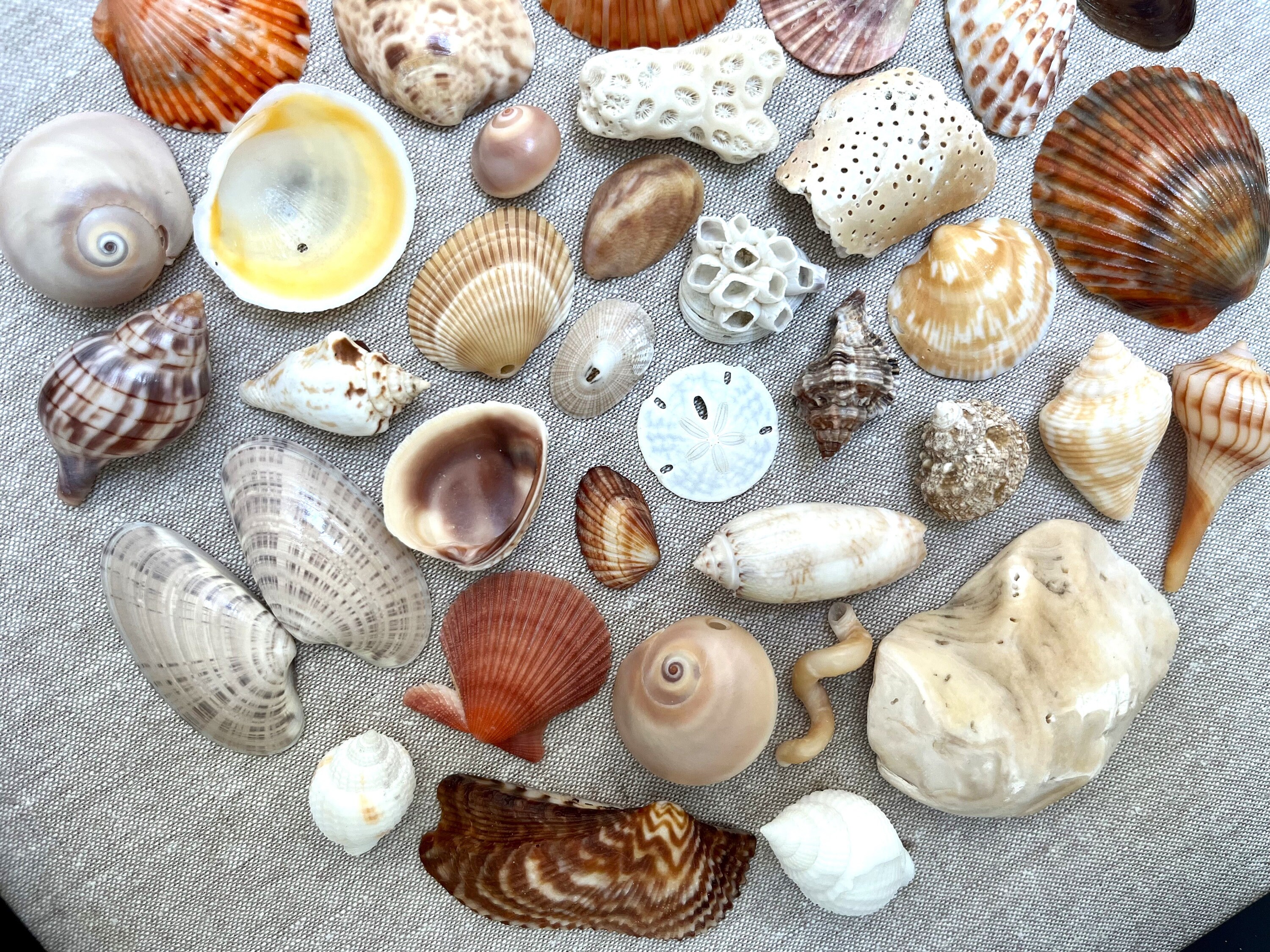 Seashell Collage Art Seashell Shadowbox Seashell Mandala - Etsy