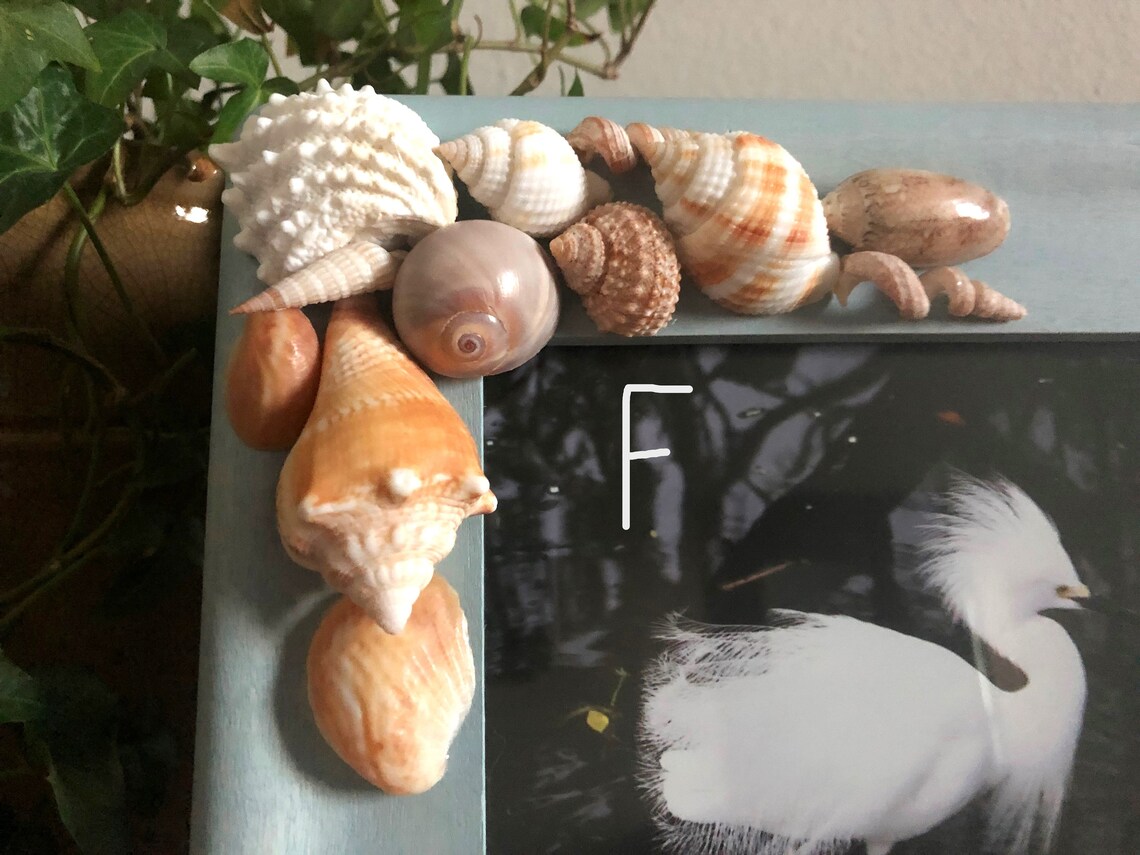Seashell Accent Frame Seashell Photo Frame Seashell Frame - Etsy