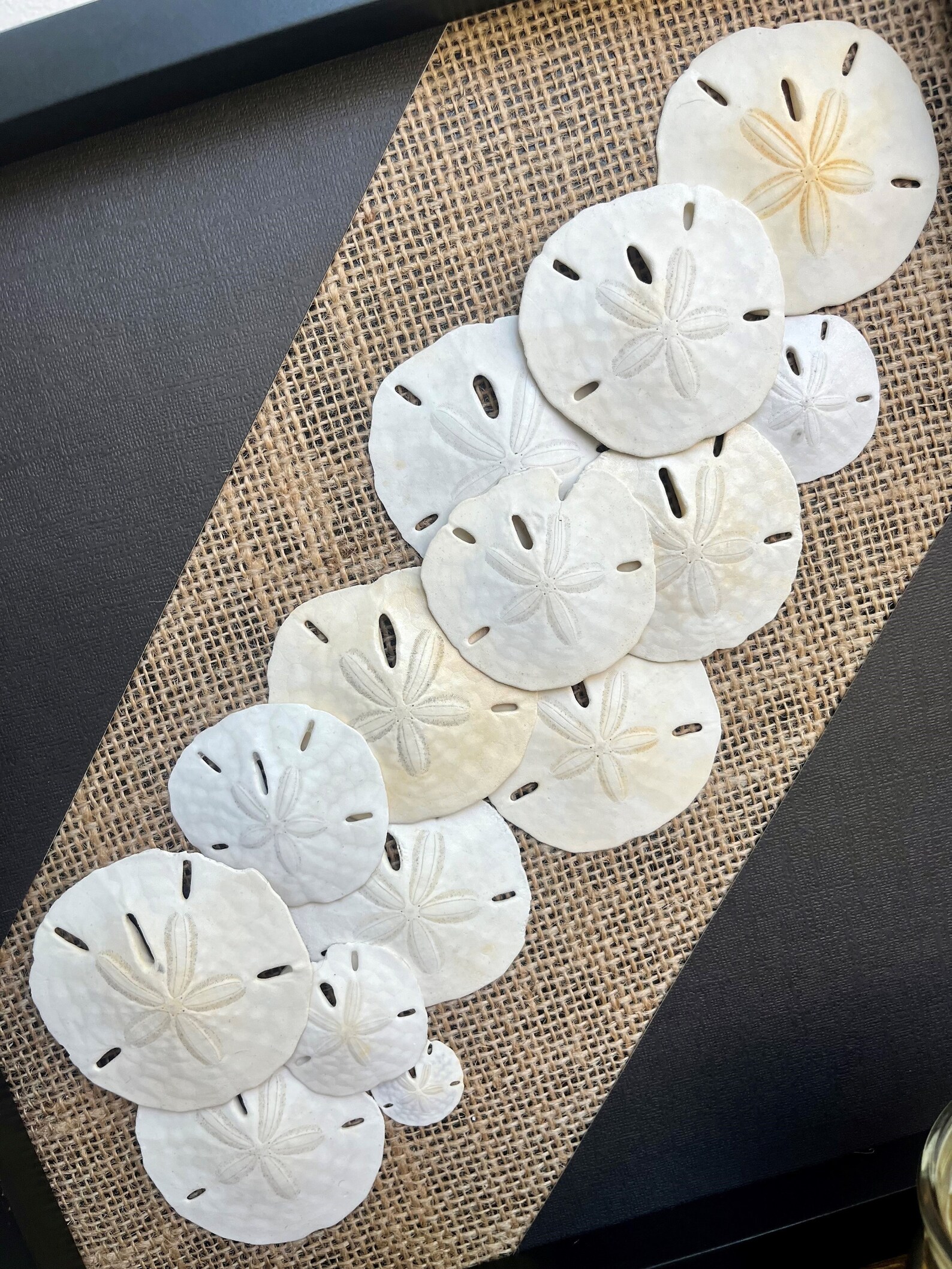Sand Dollar Art, Sand Dollar Shadowbox, 12x12 Seashell Shadowbox Decor ...