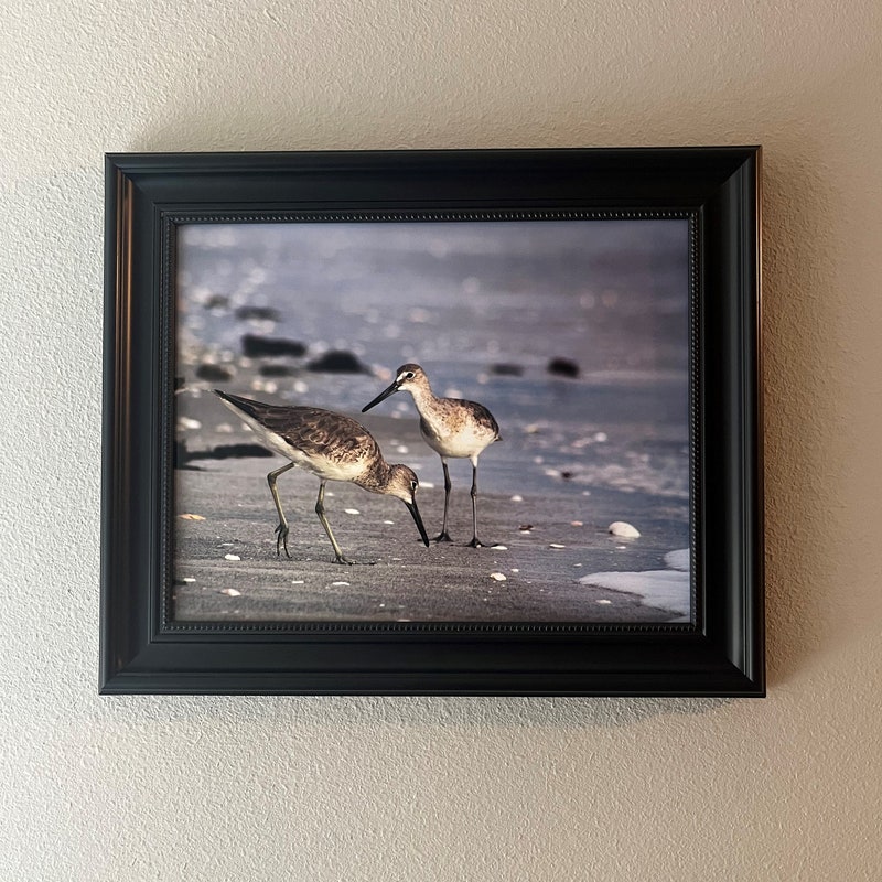 Shorebirds - Etsy