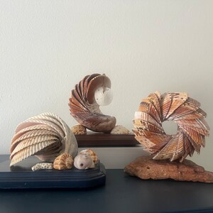 Shell Ring Decor, Giant Atlantic Cockle Shell Art, Cockle Shell ...