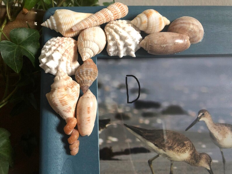 Seashell Accent Frame Seashell Photo Frame Seashell Frame - Etsy