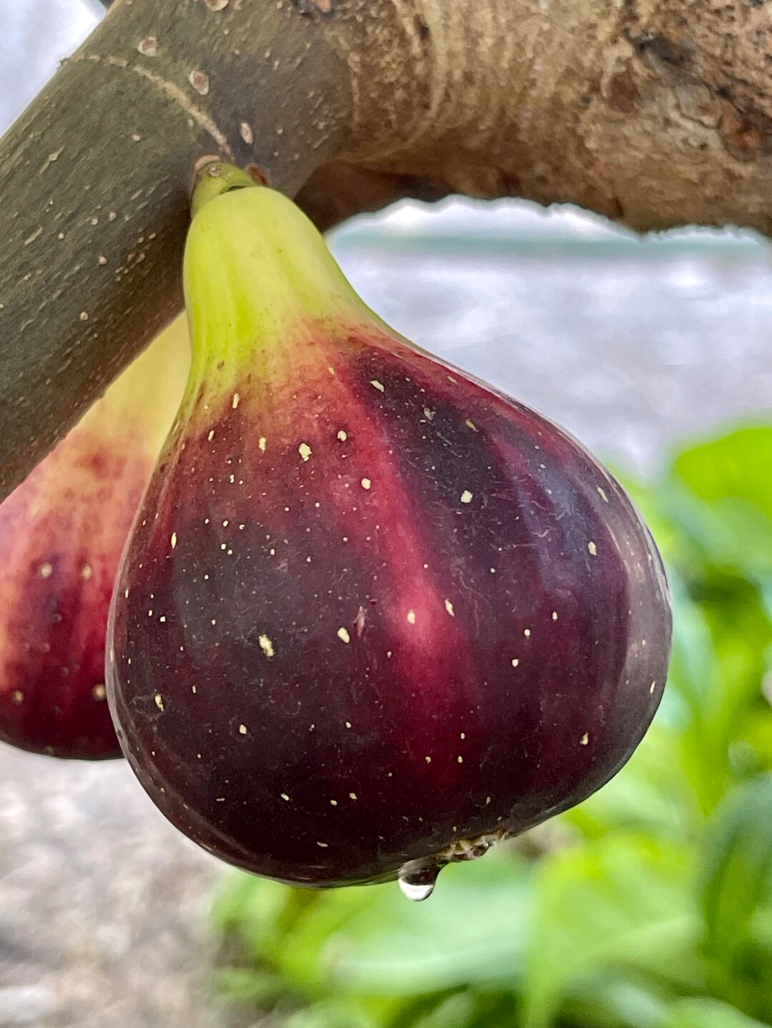 Bordissot Negra Rimada (BNR) Fig Tree (plant or Cutting) - Etsy