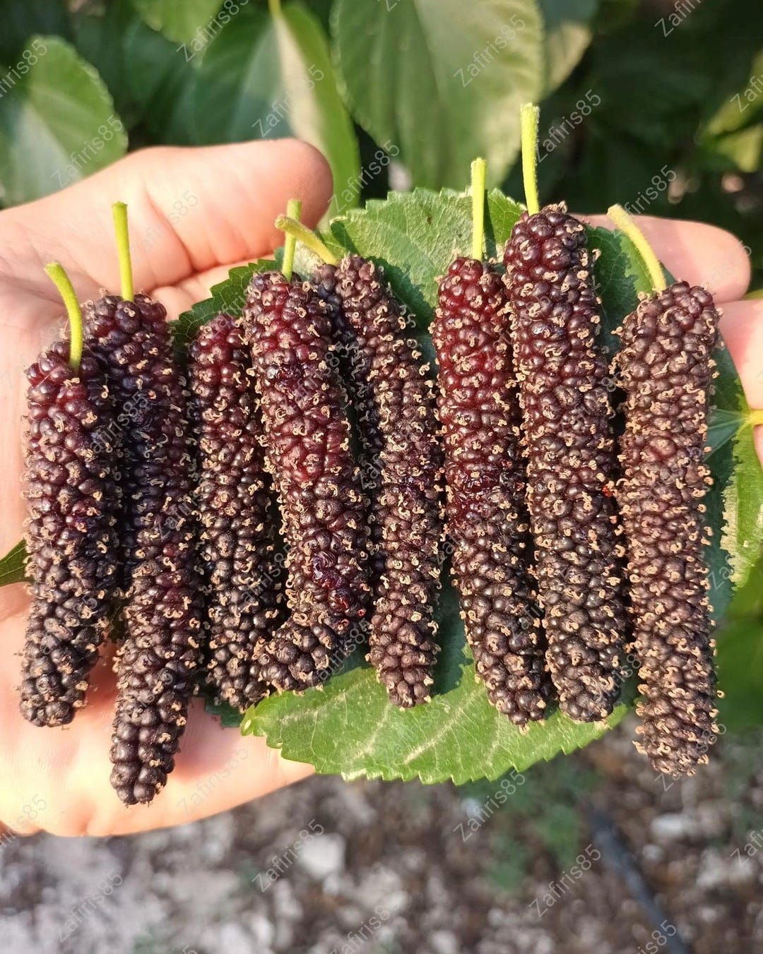Air Layered Cooke Pakistan Mulberry (morus Alba) – Sweet, Large ...