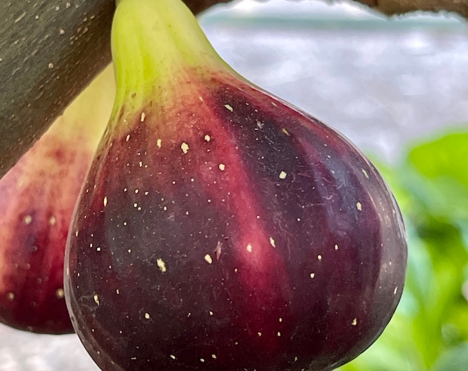 Premium Fig Tree Cuttings – Angelito, Calderona, Jolly Rancher’s, Irane ...