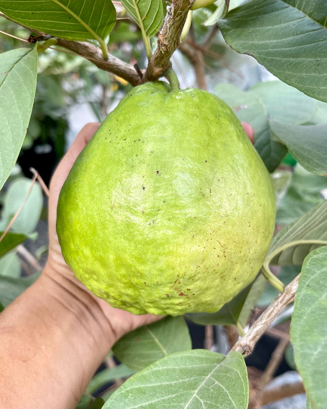 Air Layered Pearl Guava Tree - Etsy