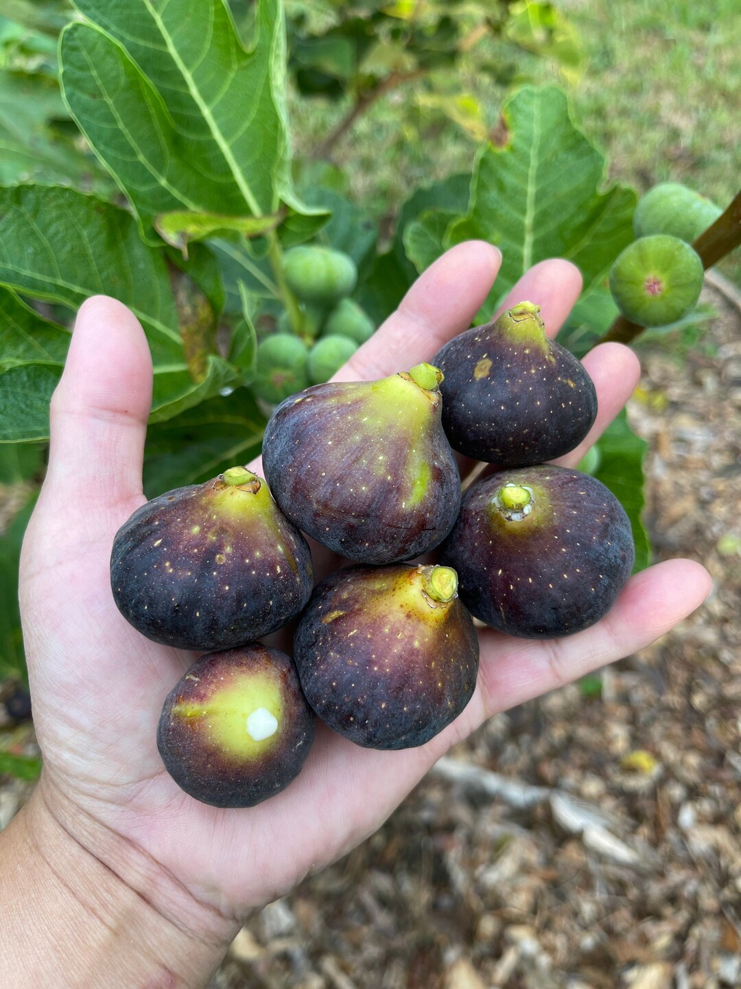 Black Madeira KK Fig Tree - Etsy