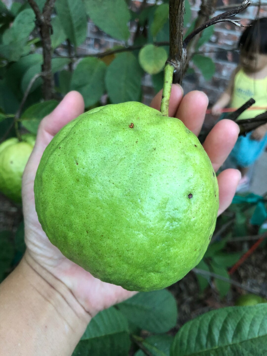 Air Layered Pearl Guava Tree - Etsy