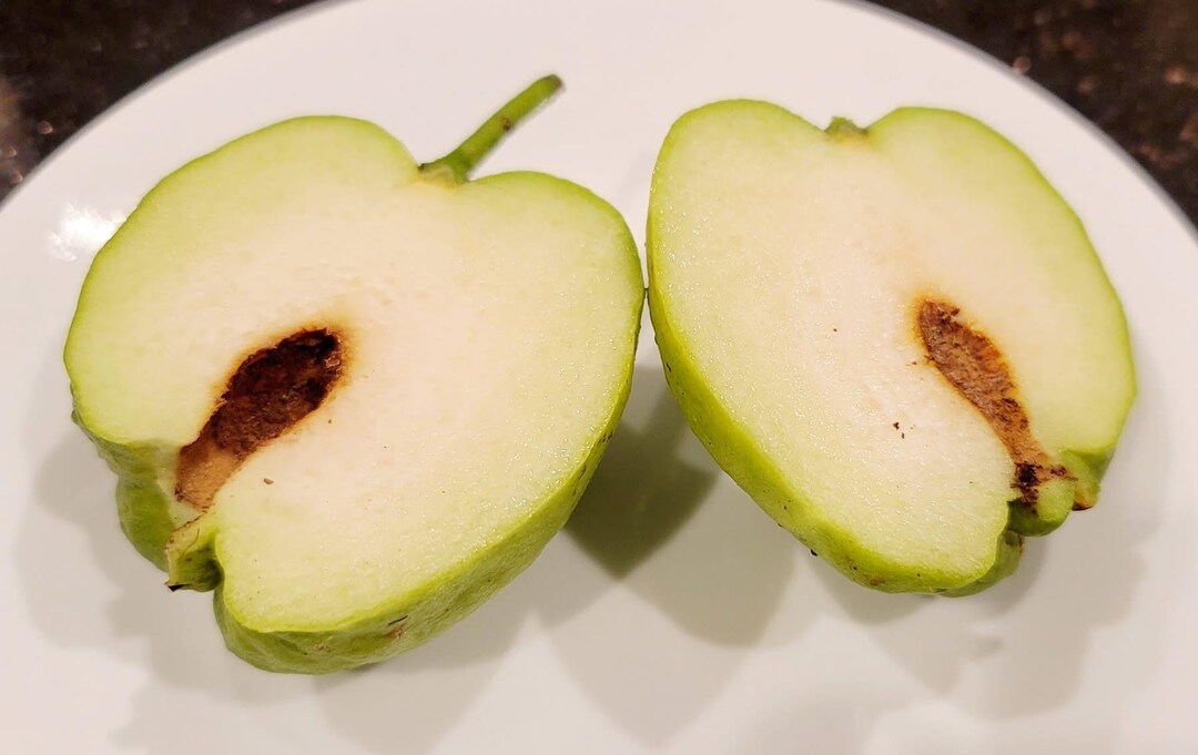 Air Layered Taiwanese Seedless Guava Tree - Etsy