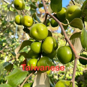 Rare Jujube Tree Cuttings - Fresh Scions for Grafting - Etsy