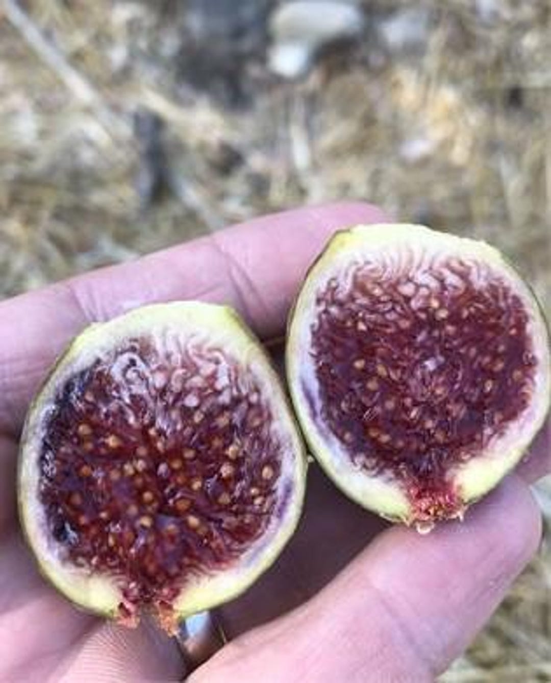 Balafi MP Fig Tree - Etsy