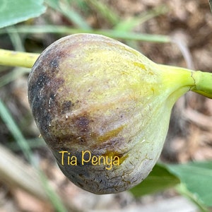 Premium Fig Tree Cuttings – Angelito, Calderona, Jolly Rancher’s, Irane ...