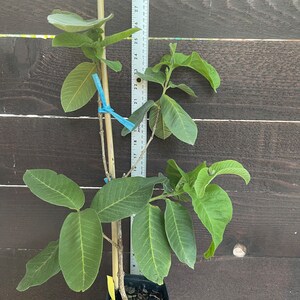 Air Layered Indonesian Seedless Guava Tree - Etsy