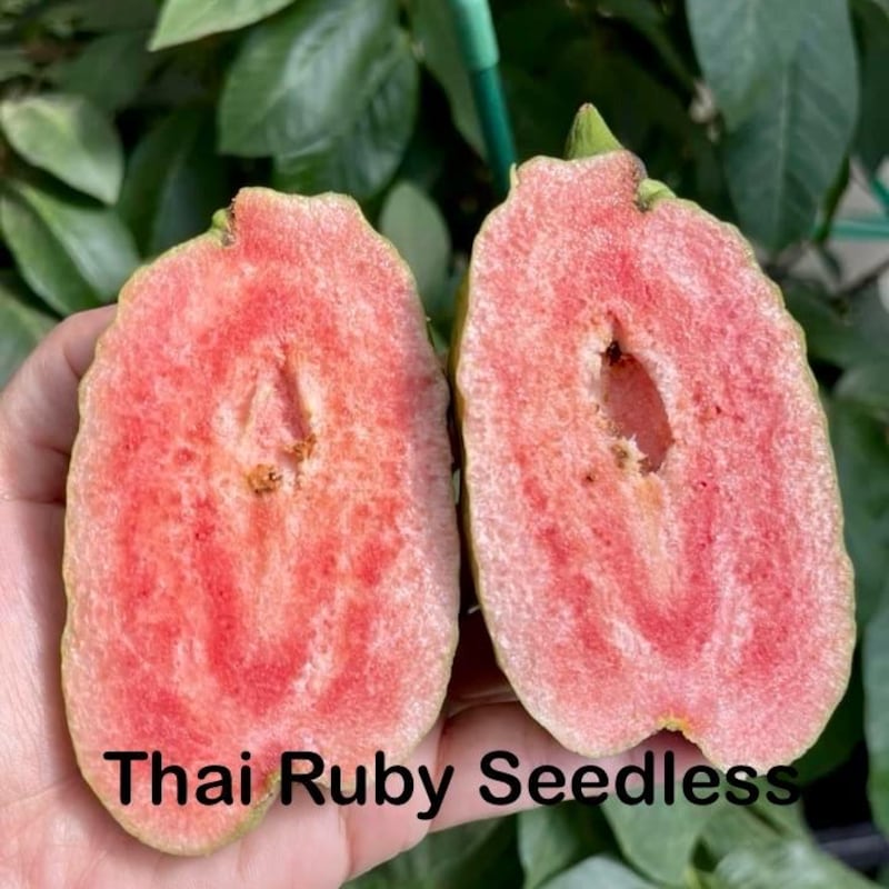 Guava Tree - Etsy