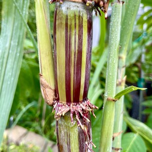 Akoki Sugarcane (plant or Cutting) - Etsy