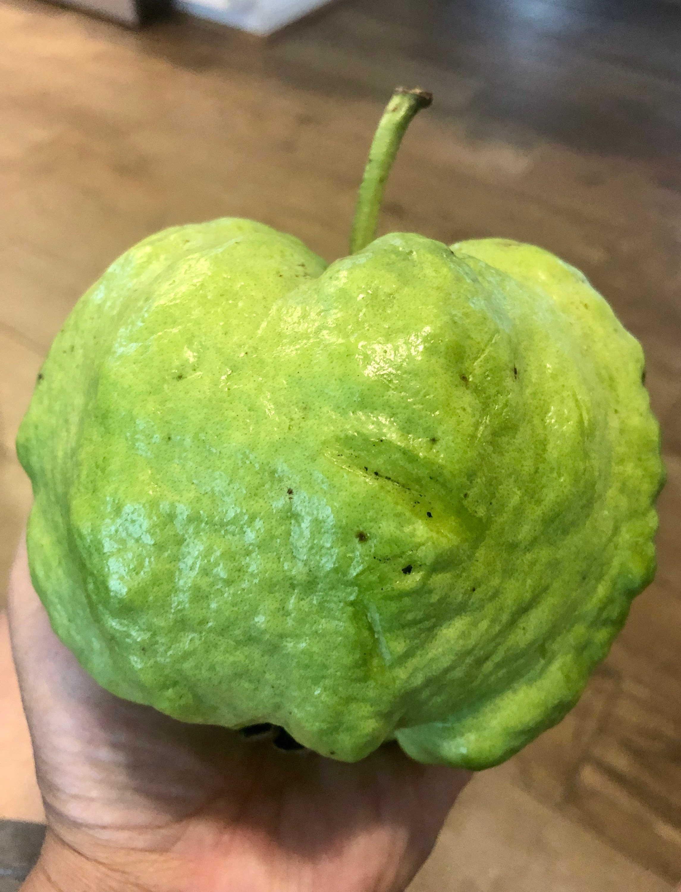 Air Layered Crystal Seedless Guava Tree - Etsy