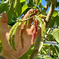 Pakistan Mulberry Tree - Etsy