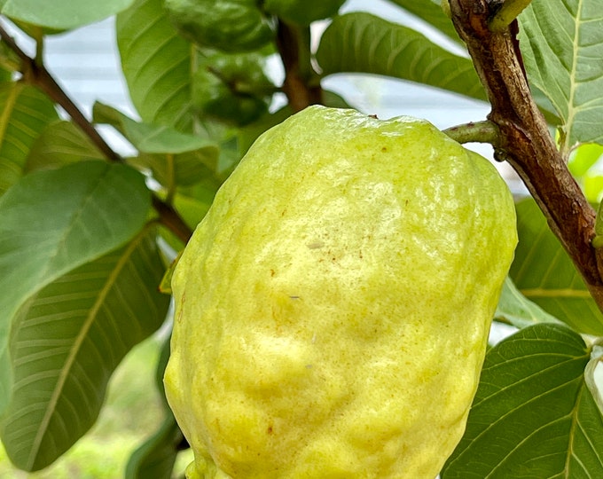 Air Layered Indonesian Seedless Guava Tree - Etsy