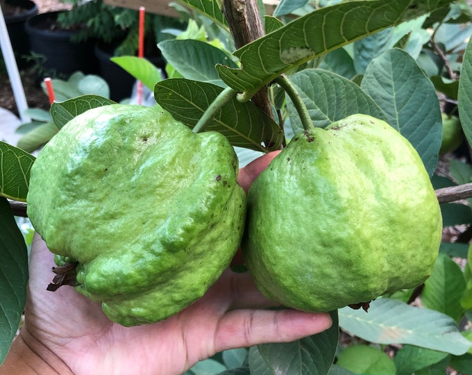Air Layered Crystal Seedless Guava Tree - Etsy