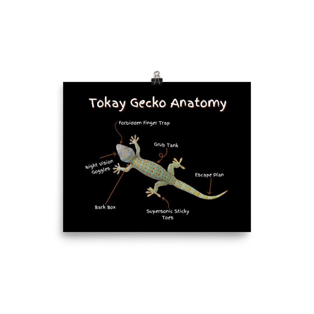 Tokay Gecko Anatomy Photo Paper Poster Reptile Gift - Etsy