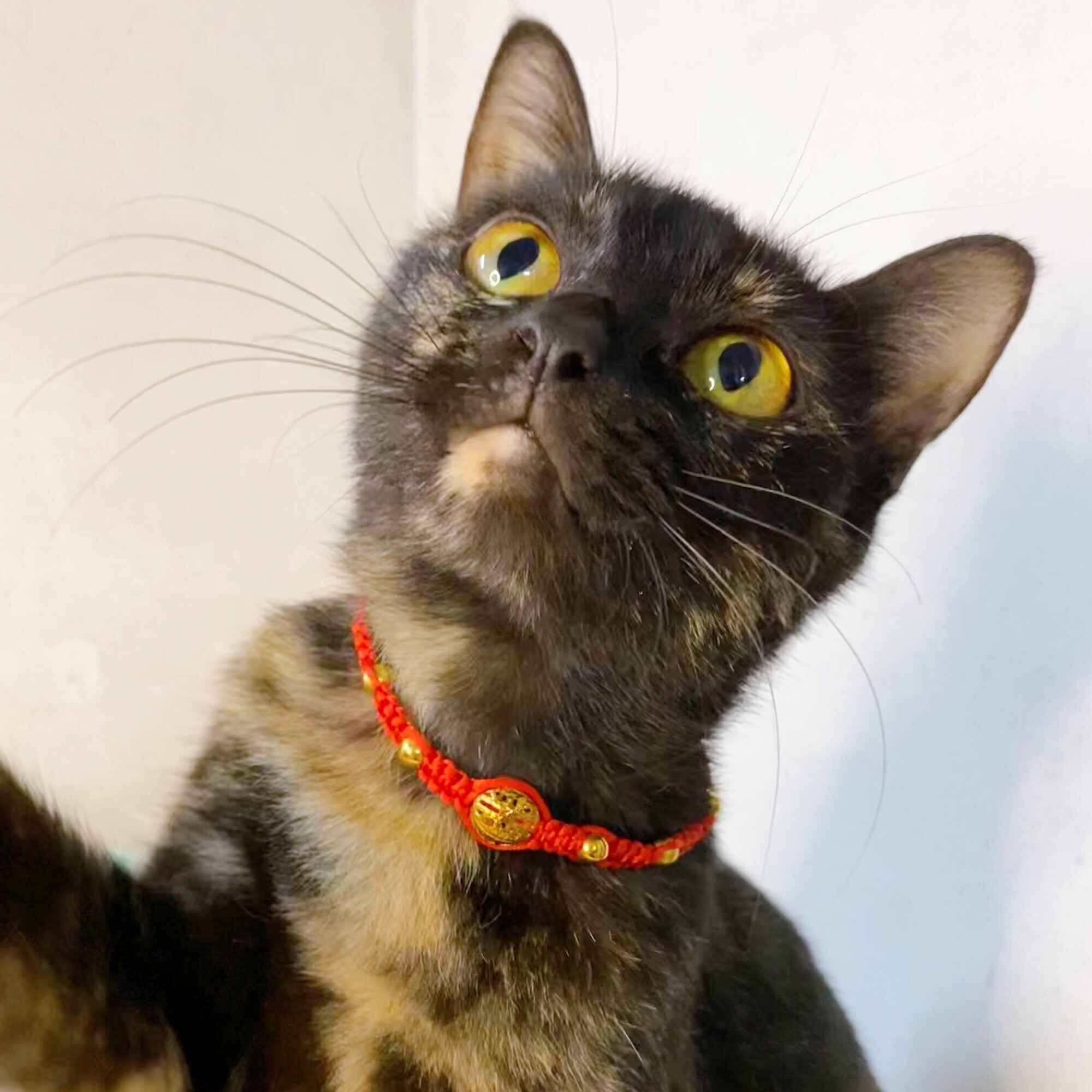 Colorful Bell Cat Collar and Lucky Cat Collar, Jingle Bell for Cat ...