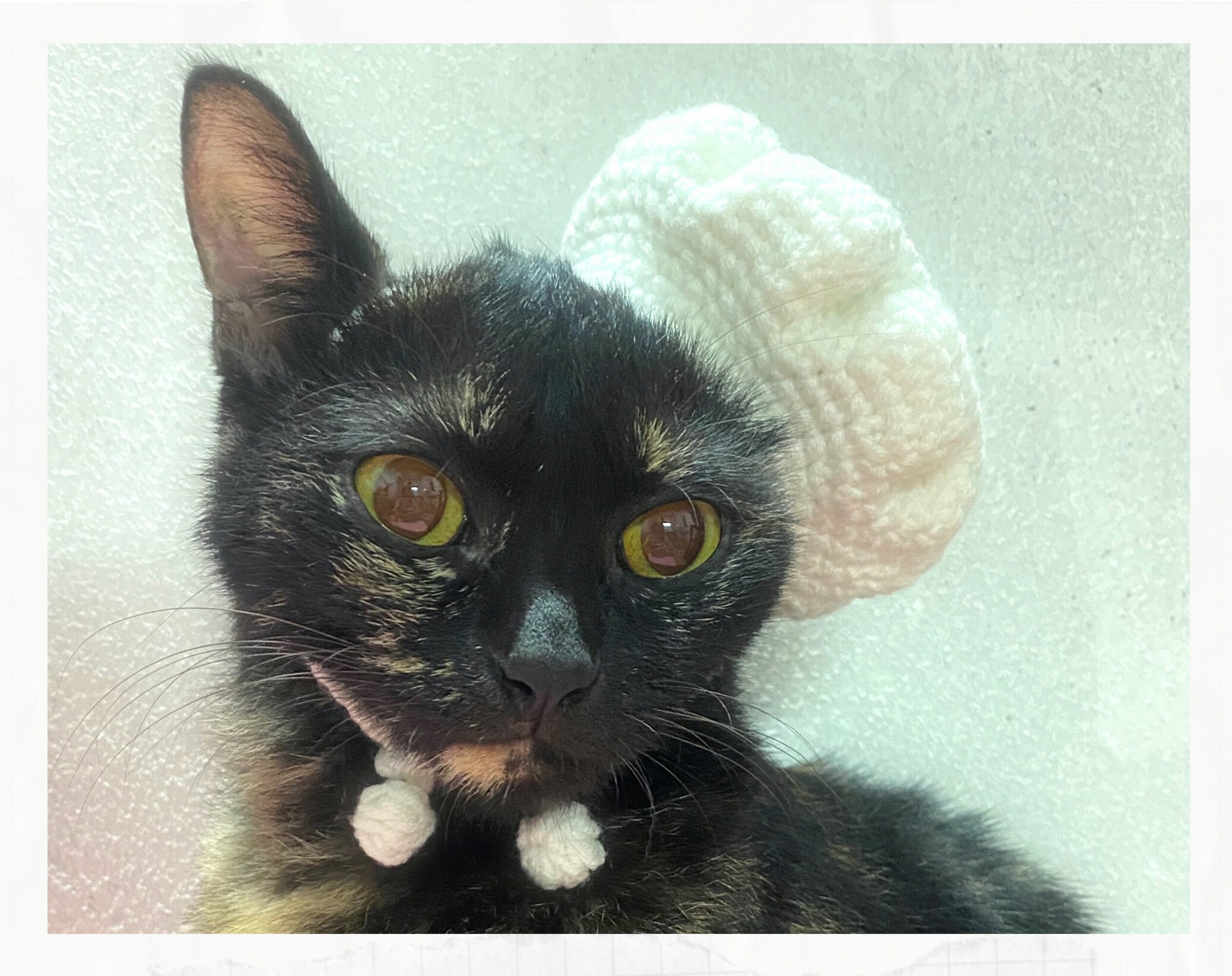 Crochet Pattern: Flared Toque Hat for Cats, PDF Instructions for Cat ...