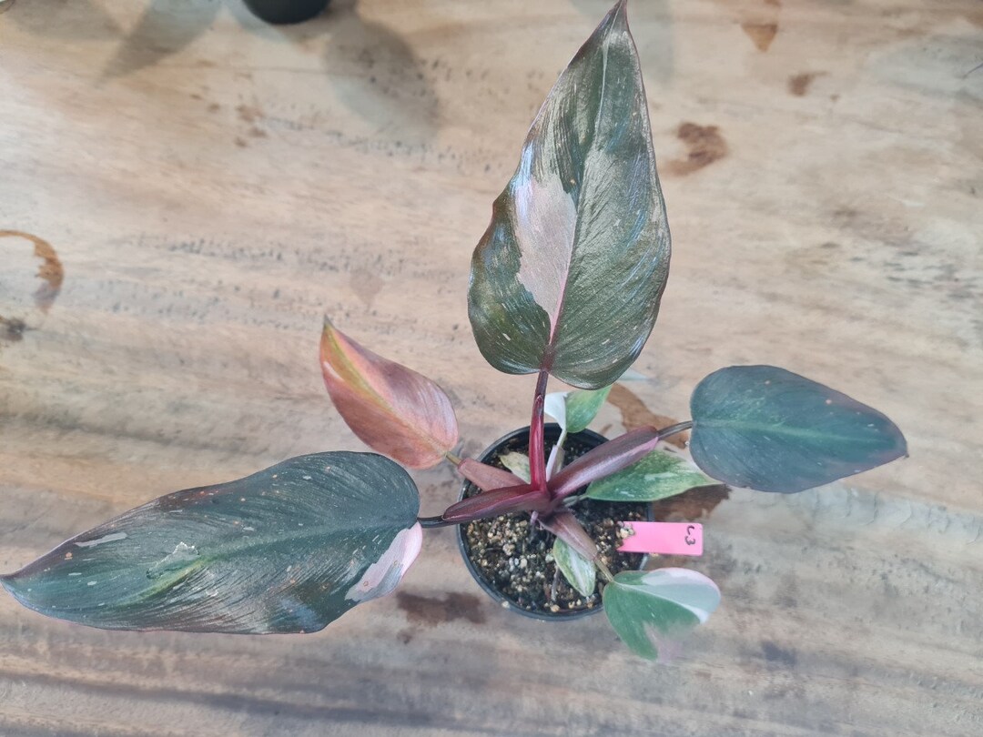 Philodendron Pink Princess - Etsy
