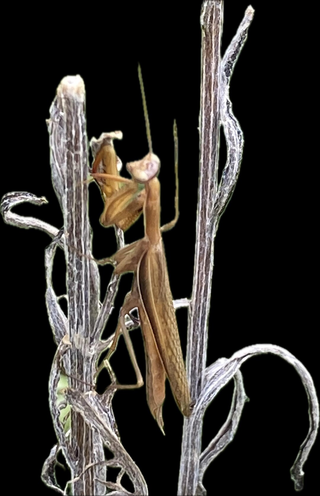 Praying Mantis - Etsy