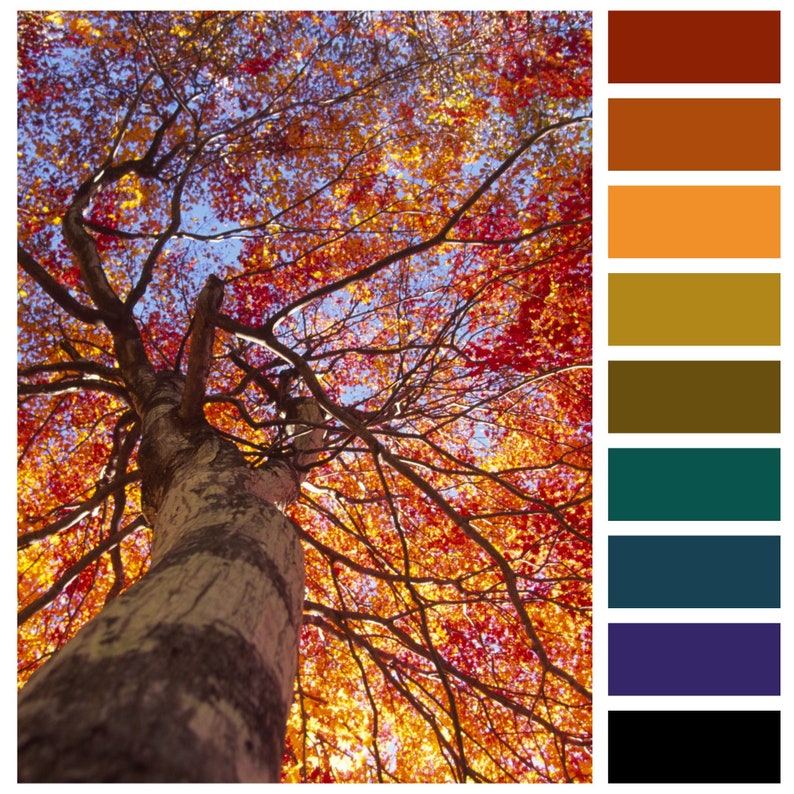 Fall Festival Procreate Color Palette Autumn Colors Hex - Etsy