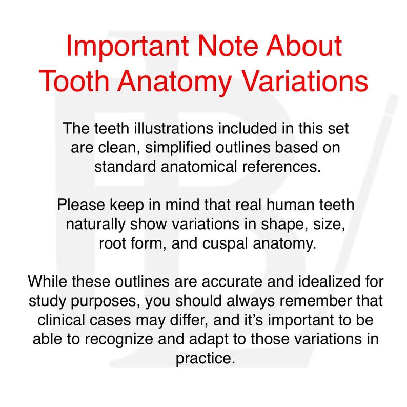 Anterior Maxillary Mandibular Upper & Lower Teeth Outlines ...