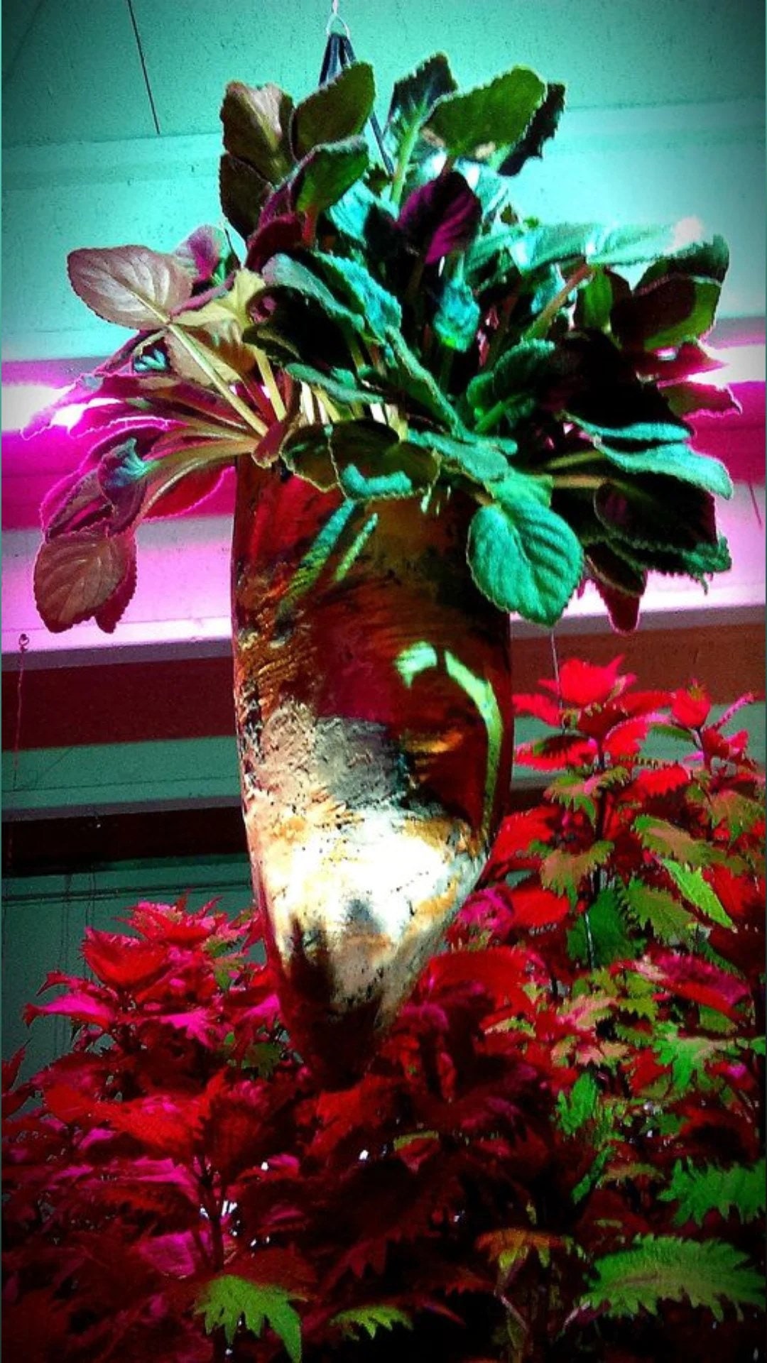 Hanging Plant Container Hanging Plants Hanging Pots Hanging - Etsy