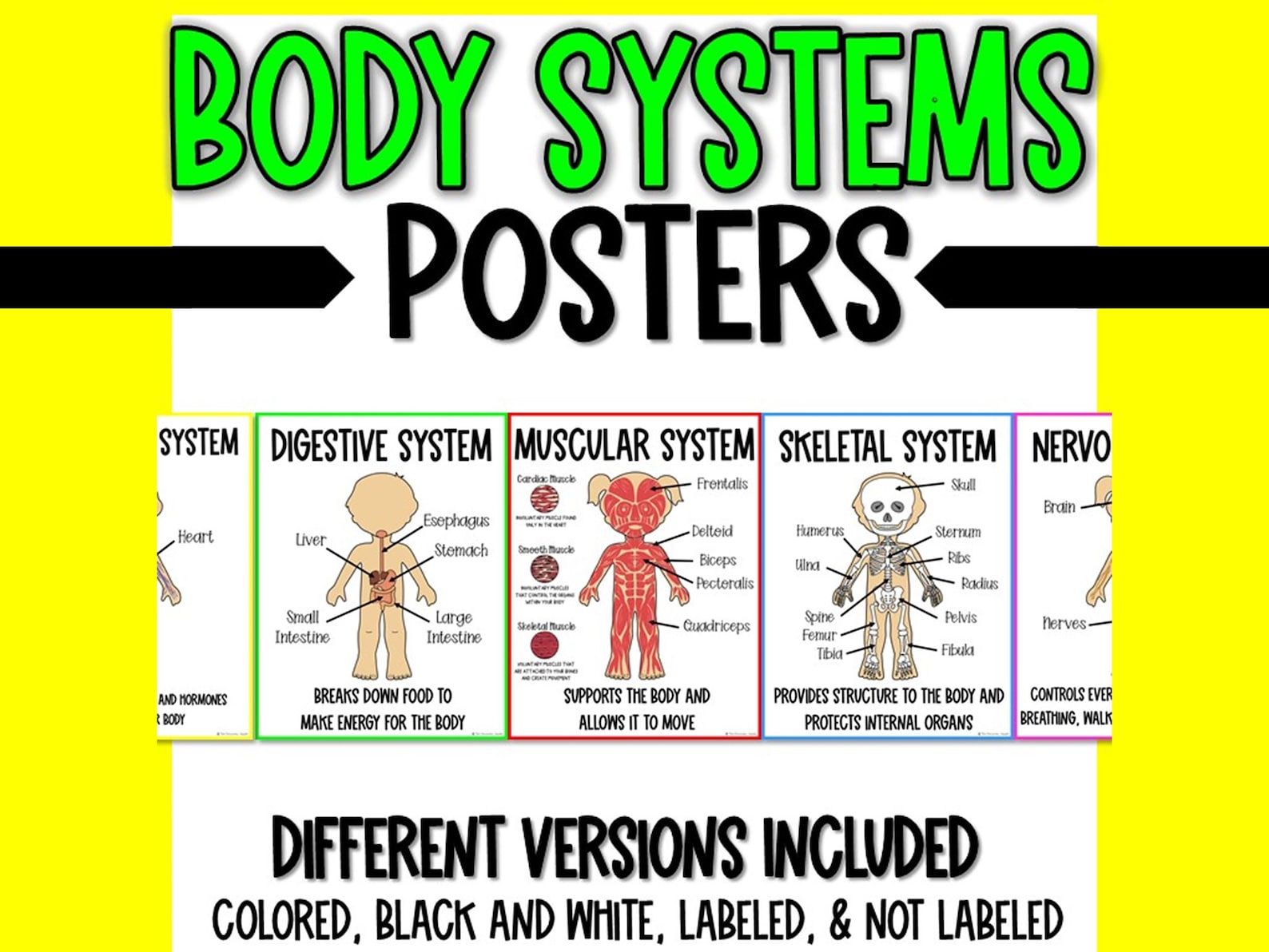 Human Body Systems + Major Organs Posters + Picture Cards + Description ...
